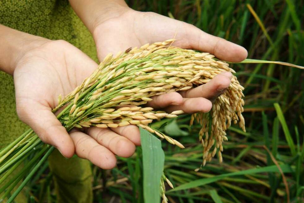 Différence entre les Riz: Guide pour Choisir le Bon | Cigala